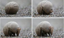 «caparazón», válido en ambos géneros | FundéuRAE