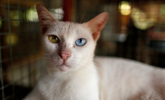 distinto a, distinto de y distinto que | FundéuRAE