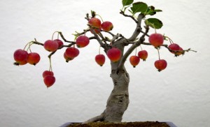 jívaro | FundéuRAE