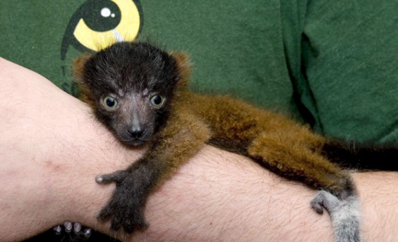 velar para | FundéuRAEFundéuRAE