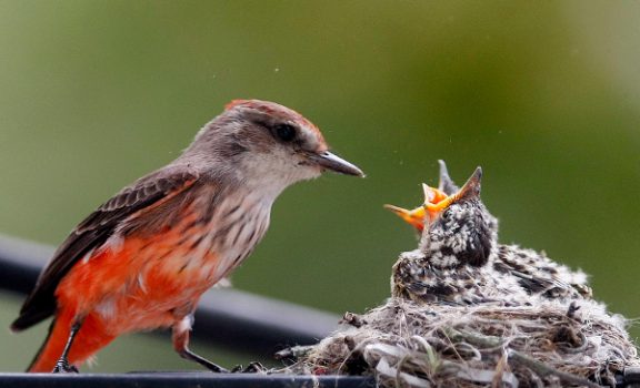 requerir o requerir de, ambas válidas | FundéuRAE