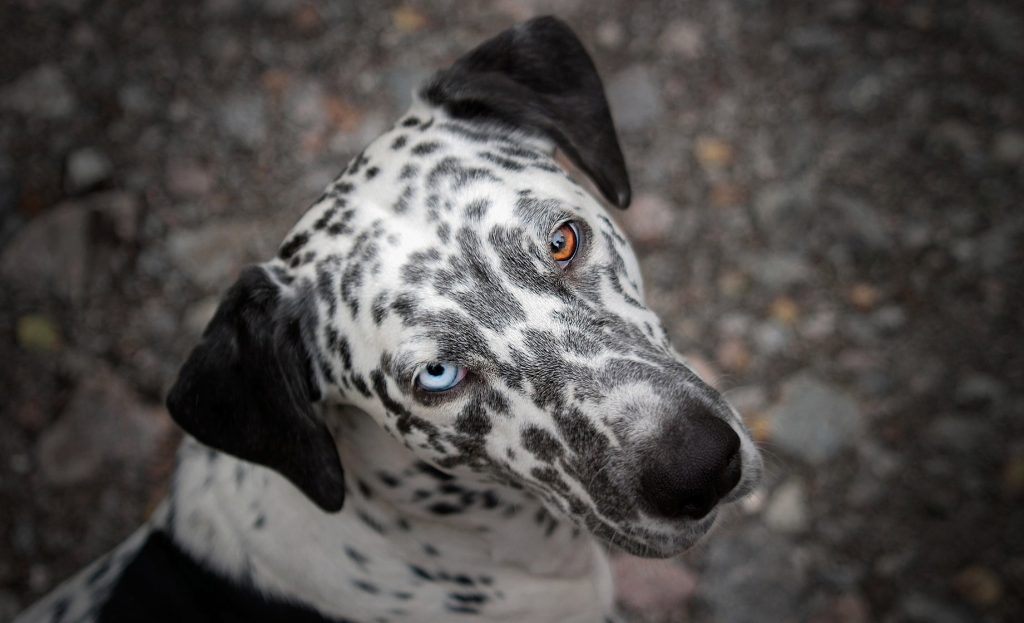 «adecua» o «adecúa», acentuaciones apropiadas | FundéuRAE