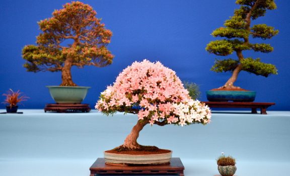 «acrecentar», conjugación adecuada | FundéuRAEFundéuRAE