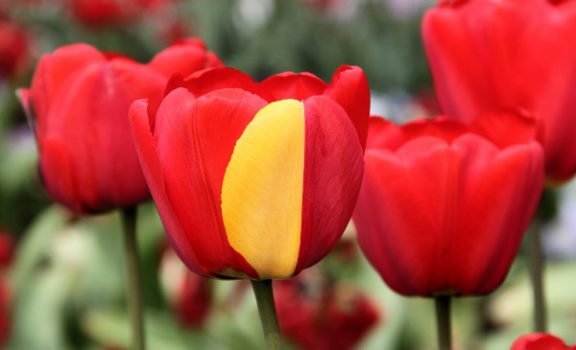 «quimera», ampliación del significado | FundéuRAEFundéuRAE