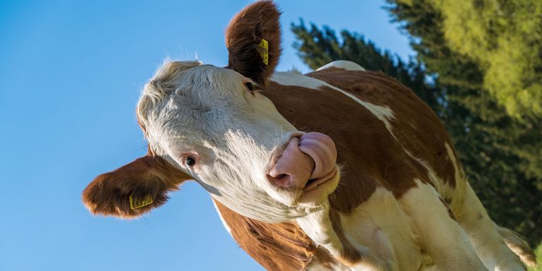 La vaca que iba en la baca | FundéuRAEFundéuRAE
